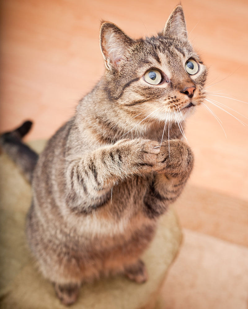 10 katter som får hjärtat att smälta | Allers