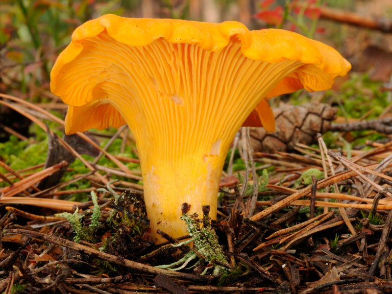 Plocka svampar – guide till bra nybörjarsvampar | Allers